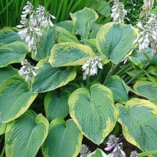 Hosta Francis Williams